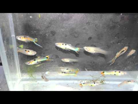 (Video) Young Blue Orchid Endler (Hybrid) from outdoor | Endler Guppy ...