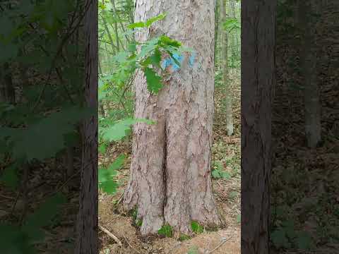 Large, old red pine