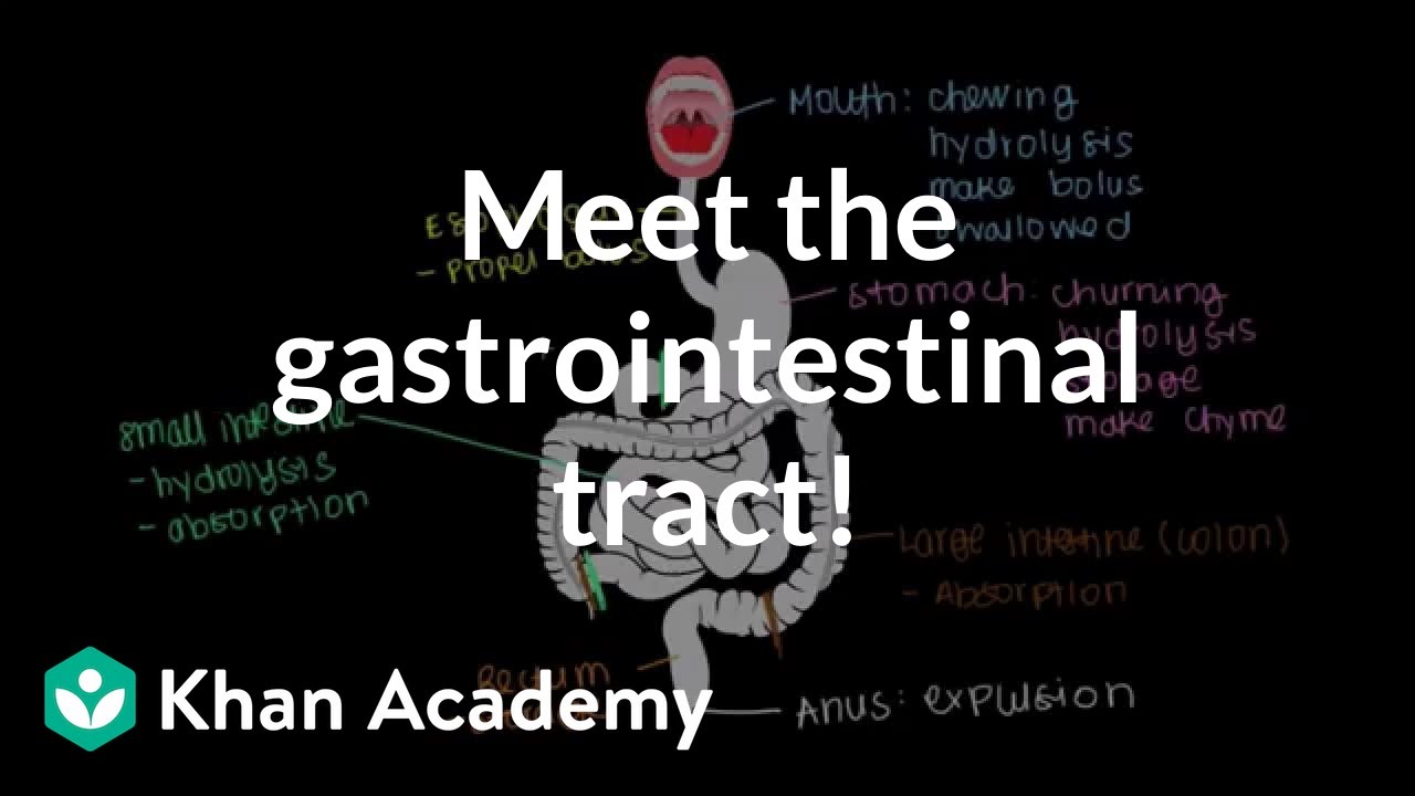 Meet the gastrointestinal tract! | Gastrointestinal system physiology | NCLEX-RN | Khan Academy