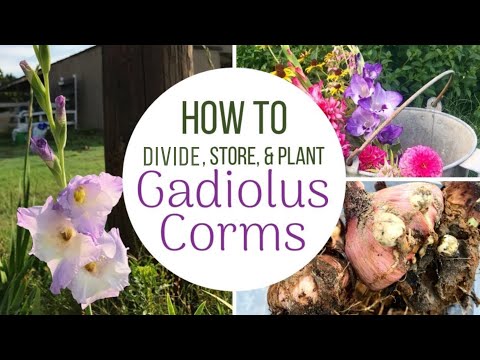 How To Plant, Divide, and Store Gladiolus Bulbs / Corms