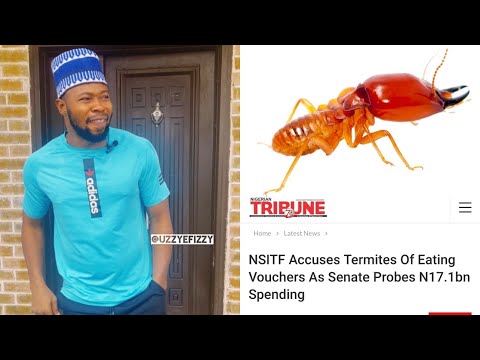 TERMITE EATS N17.128b OF NSITF