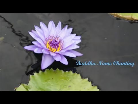 Amitabha Buddha Name Chanting (10 min Mindfulness)
