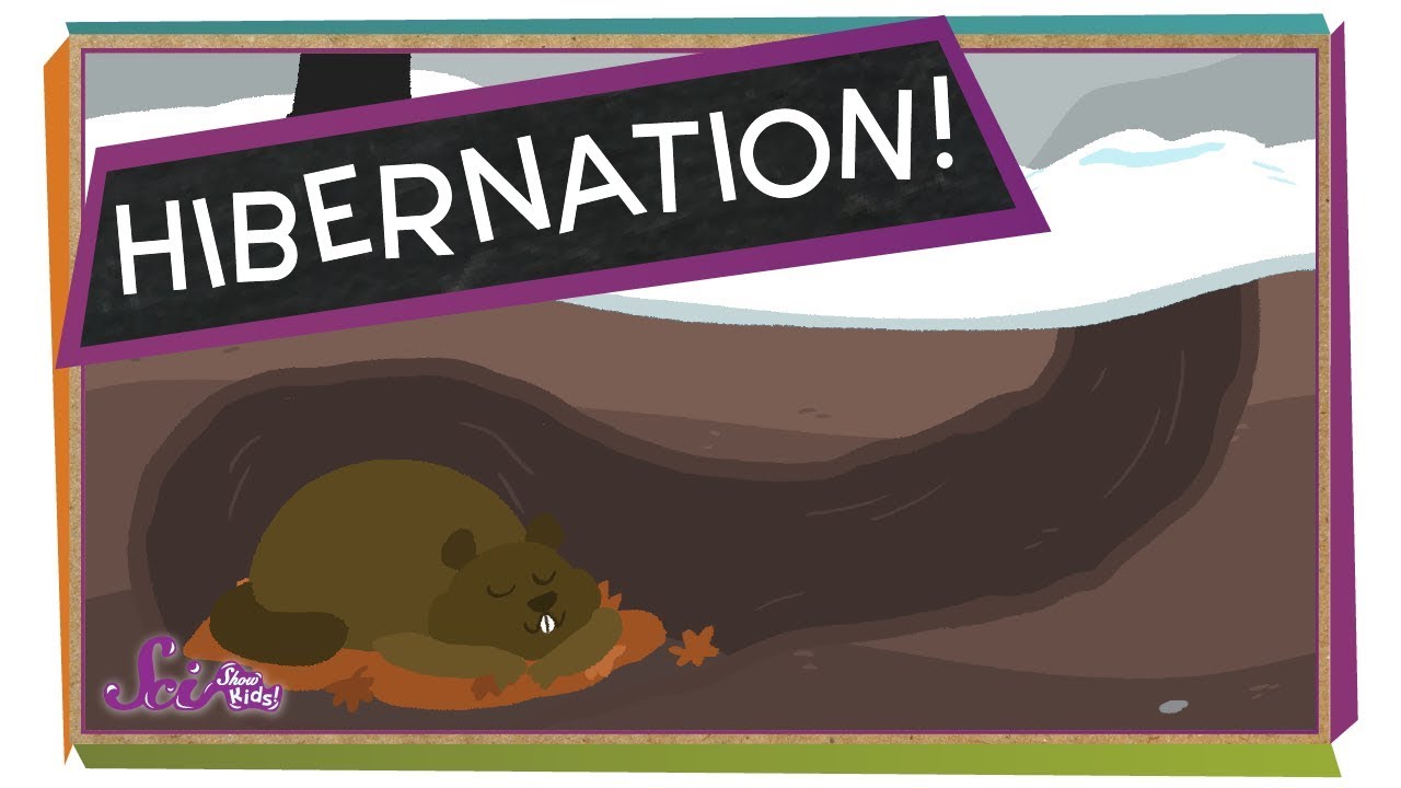 What Is Hibernation? - RobinAge