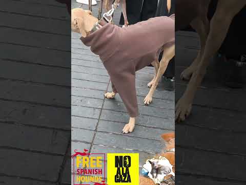 Free Spanish Hounds: I'm not sure about you, see ya!