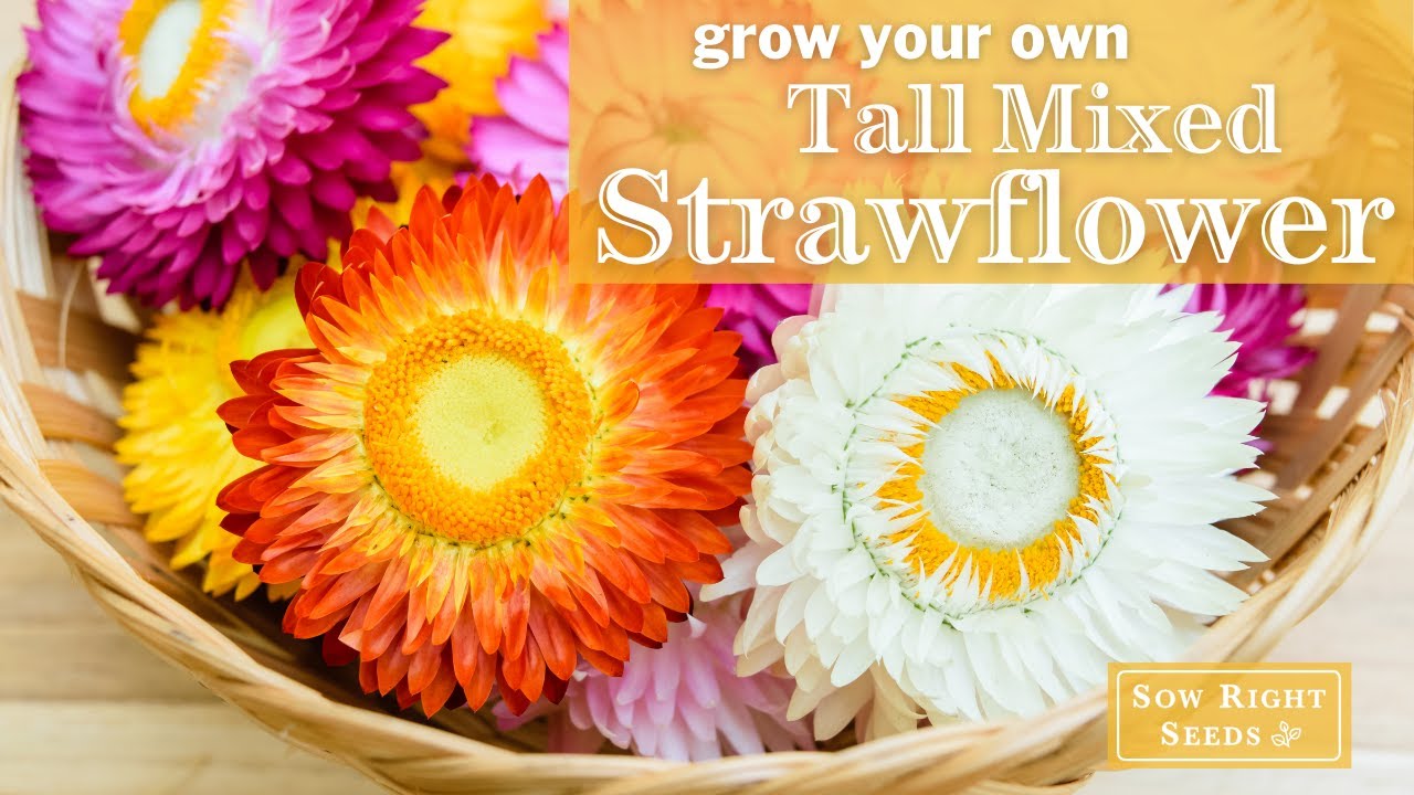 Sow Right Seeds | Tall Mixed Strawflower