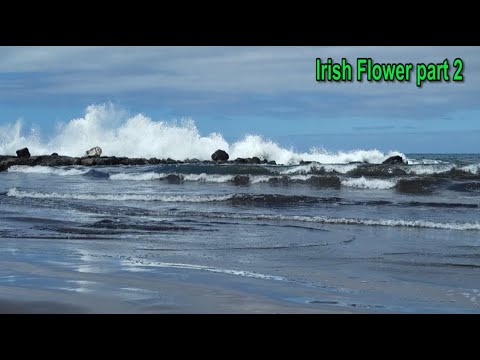 Irish Flower Part 2 - Trance Minista