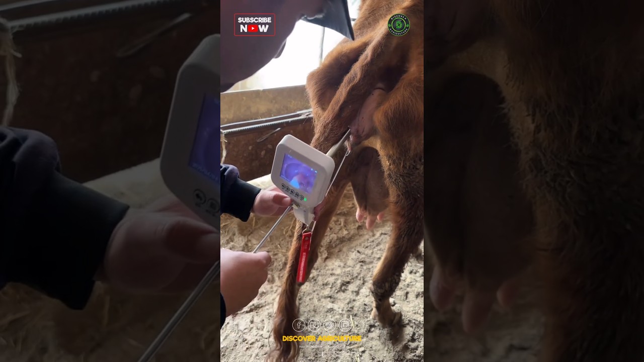 New Cow AI Tool with Camera