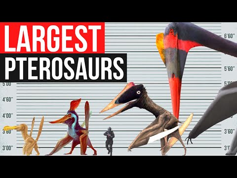 Largest Pterosaurs in History | Size Comparison