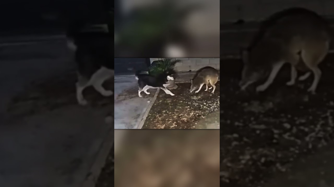 Pet Husky vs. Wild Coyote