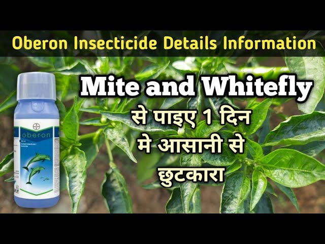 Agriculture Insecticide - Bayer BICOTA INSECTICIDES Trader - Wholesaler ...