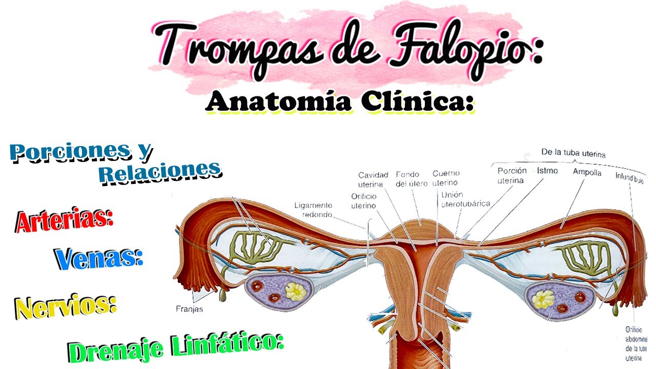 ANATOMÍA de las TROMPAS UTERINAS o TROMPAS DE FALOPIO