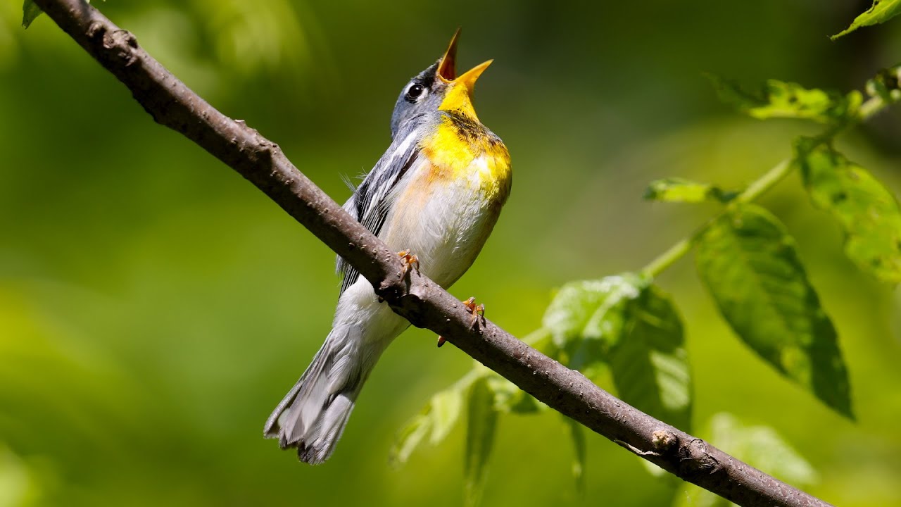 Northern Parula song