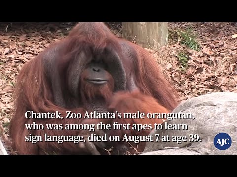 chantek the orangutan who learnt sign language as koko the gorilla ...