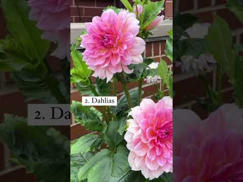 3 Easy Flowers to Grow for Beginners!