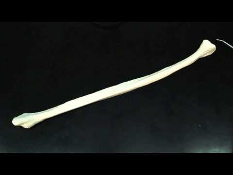 Discovering the Fibula: The Lesser-Known Bone of Your Leg! 🦴 #Anatomy