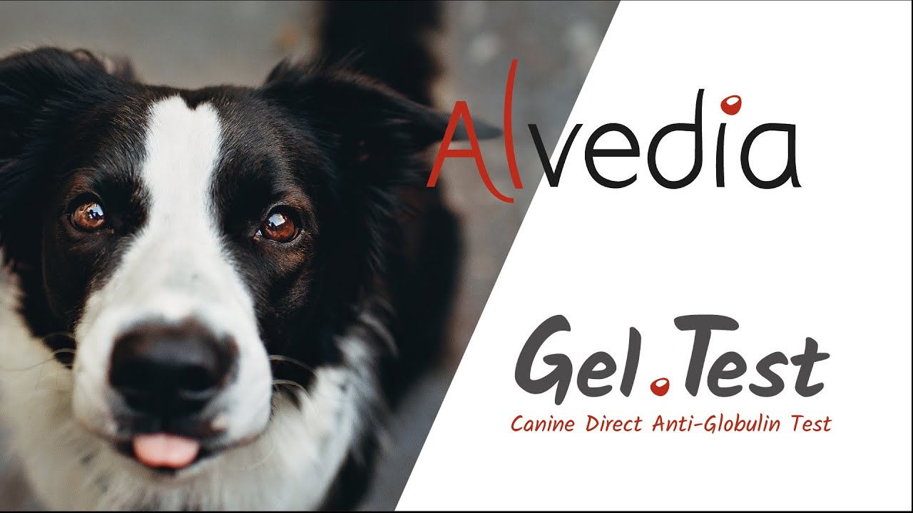 Alvedia | Gel Test Direct Antiglobulin (DAT) Canine procedure