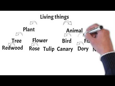 Collins and Quillian's Hierarchical Model