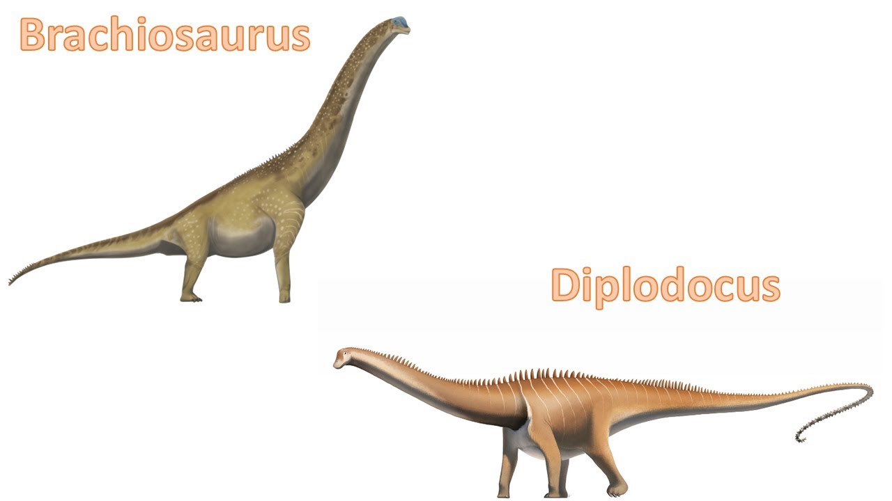 Meet Brachiosaurus and Diplodocus