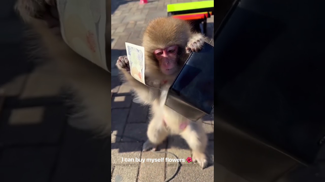 Monkey steals wallet #shorts #shortsvideo