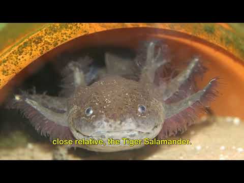 Axolotl Care 101: The Essential Guide for Beginners 🌿🐟