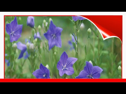 Longest Lived Perennial Flowers π§§