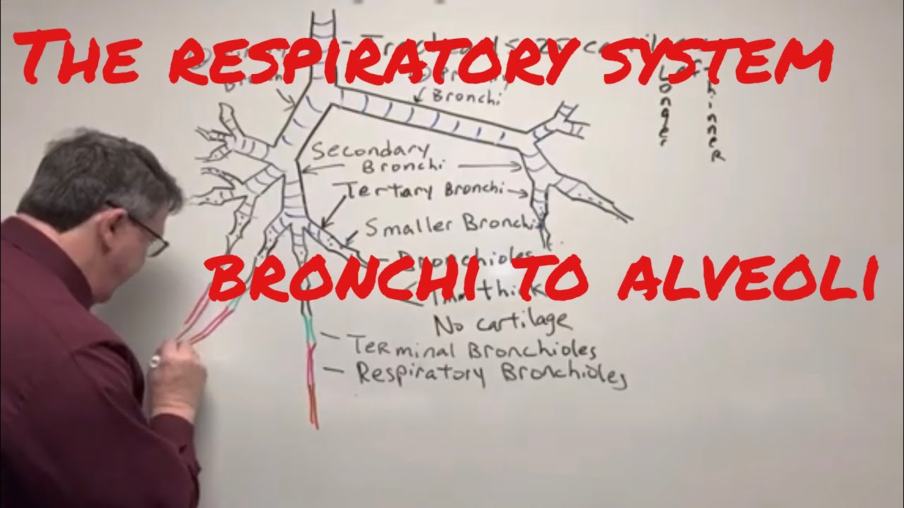 The Respiratory System, Bronchi to Alveoli.