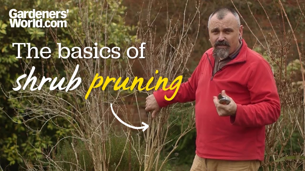 The basics of shrub pruning