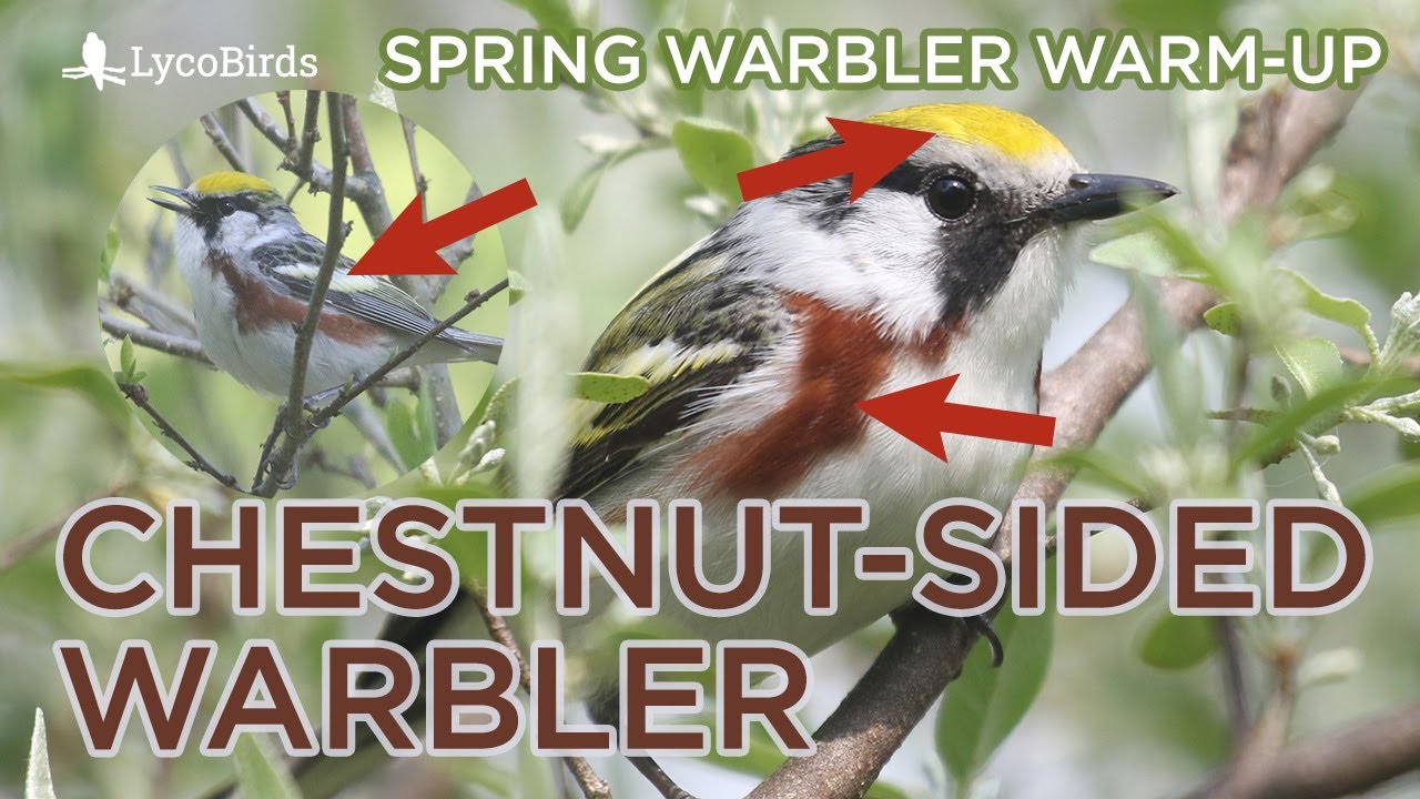 Chestnut-sided Warbler Identification | Spring Warbler Warm-up