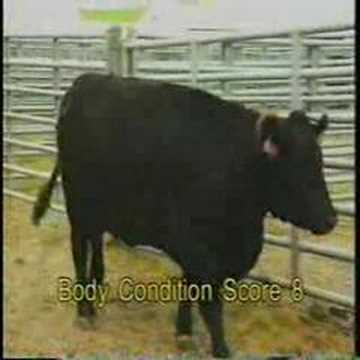 Video Feature: How to Body Condition Score Cows | The Beef Blog