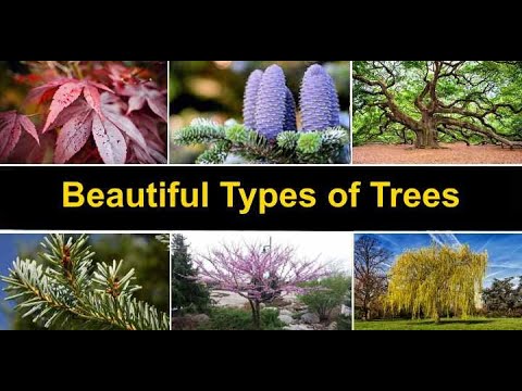 Trees in the Bible - "Did you know?" 20 - Ps. Nomsa, TRT