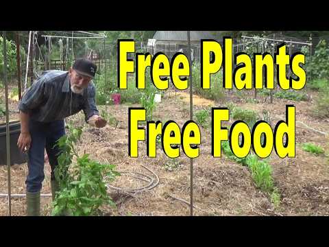 Free Food, Free Plants