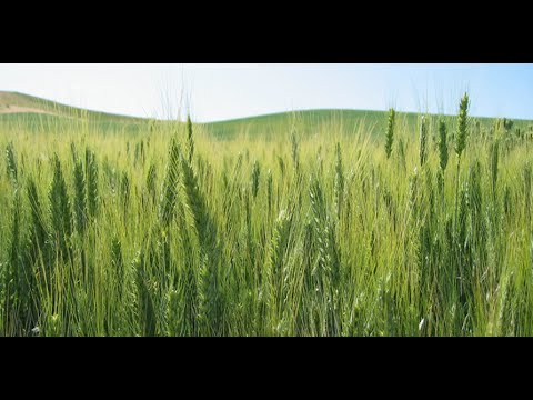 Lecture 4 Feedstocks Forest & Field Biomass Sources