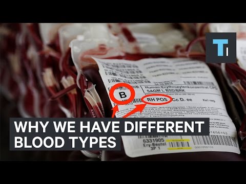Why we have different blood types