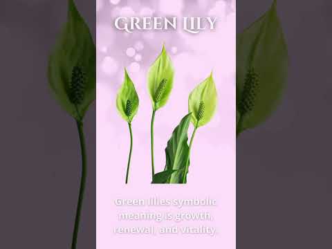 Green Lily Symbolic Meaning ๐ want to learn more ? Click the link in our bio!!!