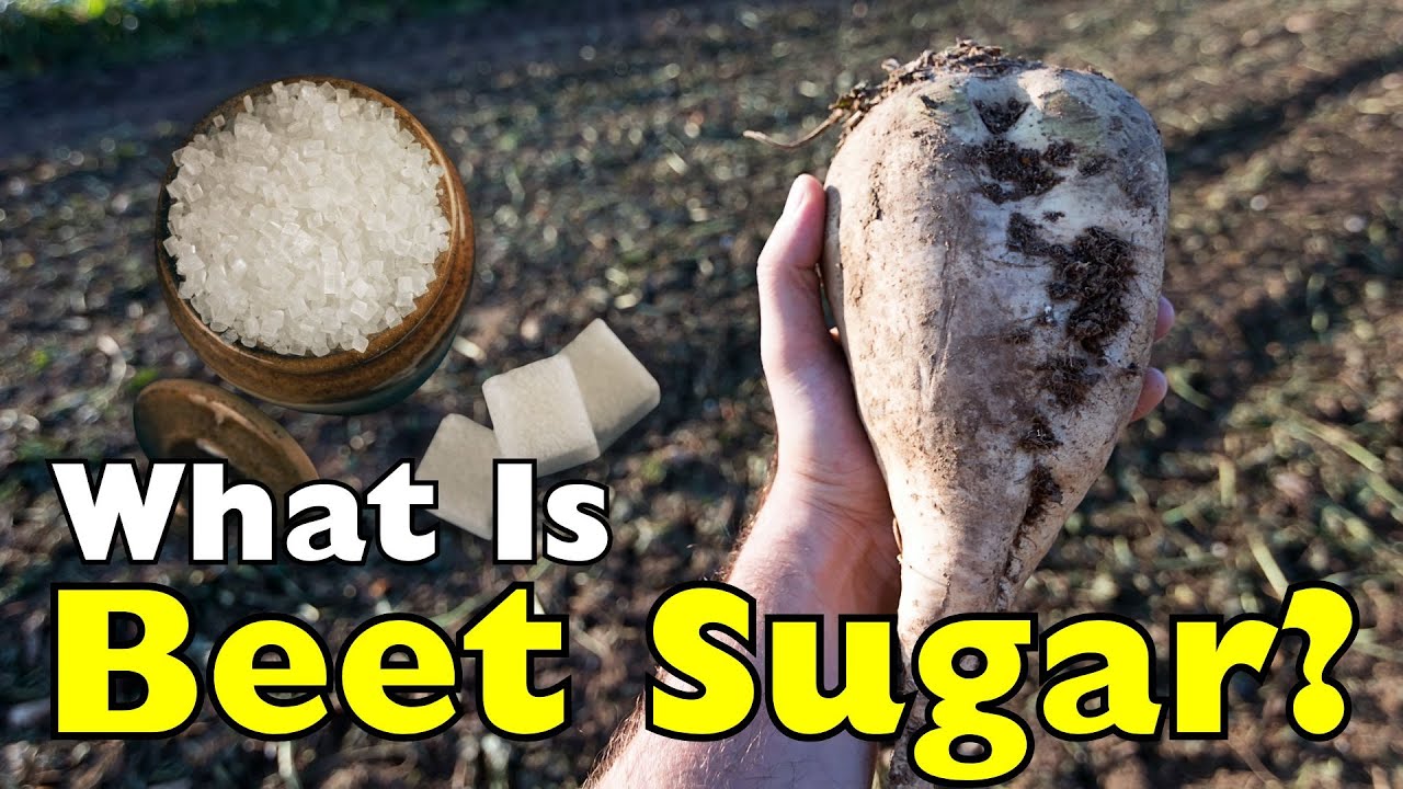 What Is Beet Sugar? The Sweet Rival to Cane Sugar!