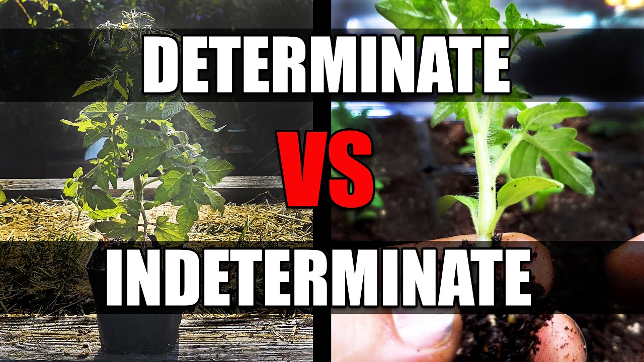 Determinate vs Indeterminate Tomatoes - Garden Quickie Episode 156