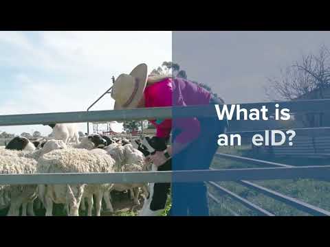 Sheep and Goat eIDs EXPLAINED!