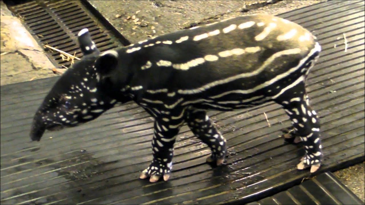 Rare Baby Malayan Tapir Born at Wild Animal Park