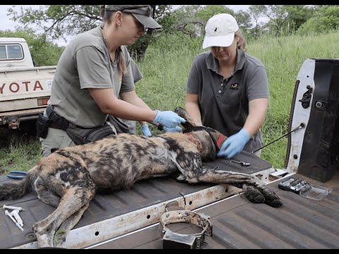 Join Wildlife ACTive, Prevent Animal Poaching - GlobalGiving