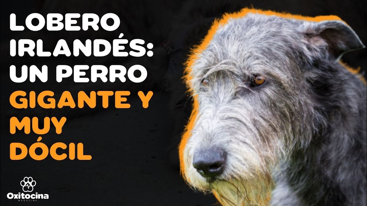 🐶🇮🇪 LOBERO IRLANDÉS: 9 COSAS que debes saber