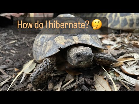How can I safely hibernate my Eastern Hermanns Tortoises | My experience