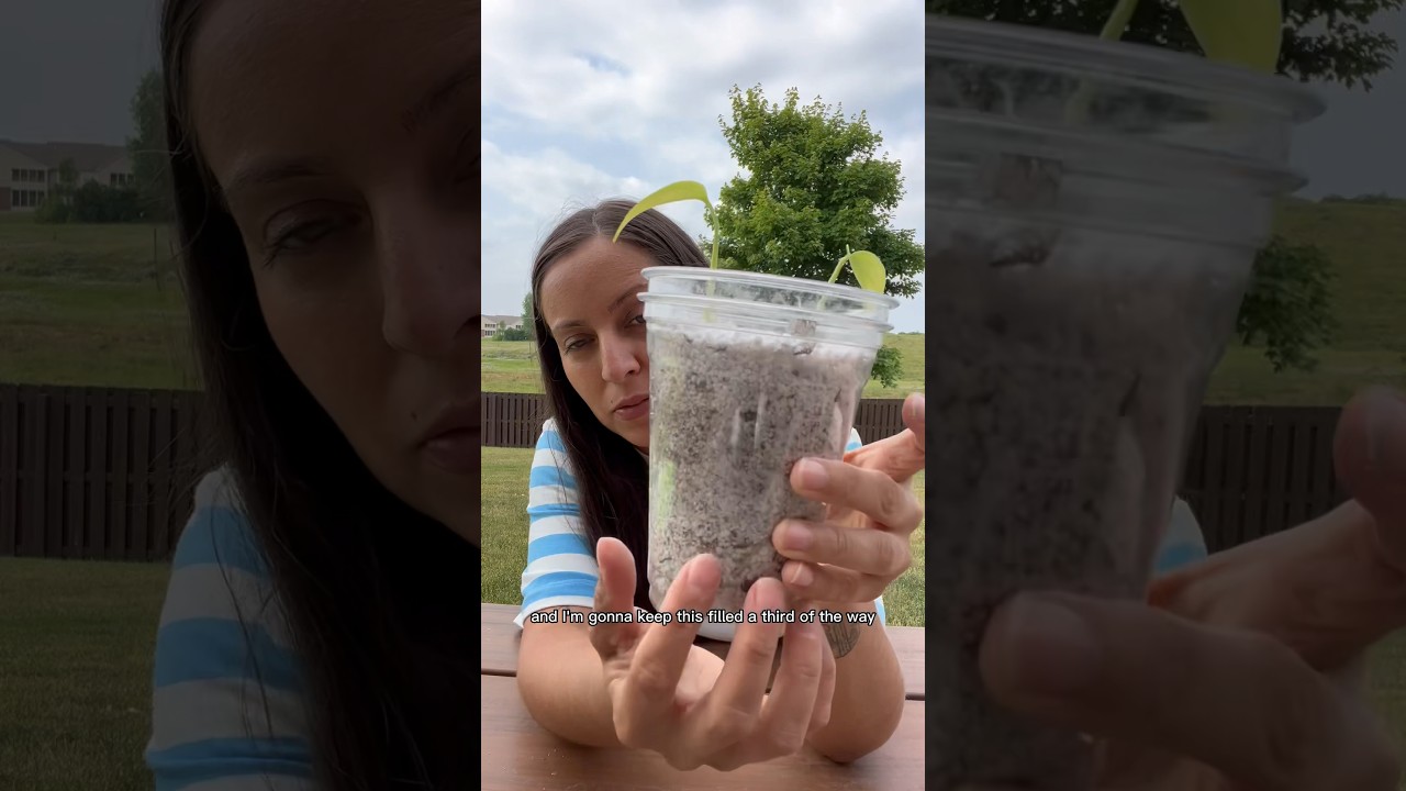 Growing props and plants in perlite #plantcare #perlite #planttips