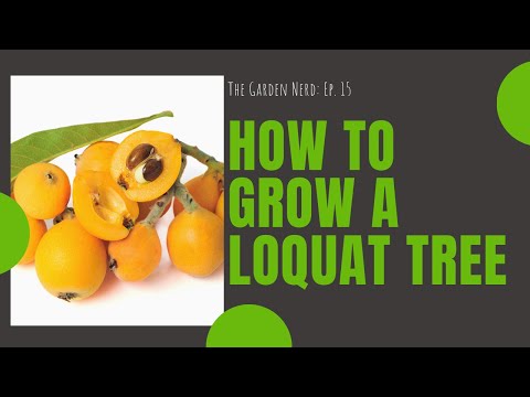 How To Grow a Loquat Tree