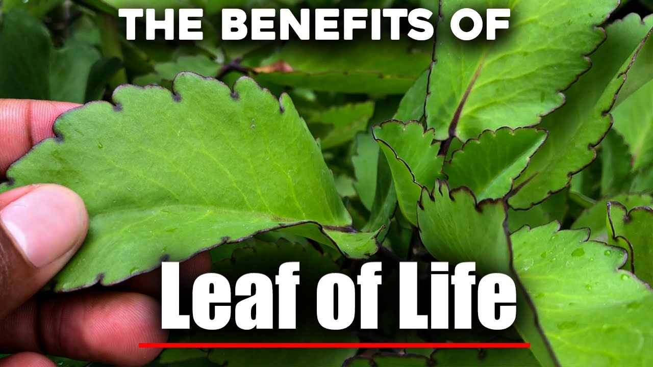 Benefits of Leaf of Life | Miracle plant | Bryophyllum pinnatum