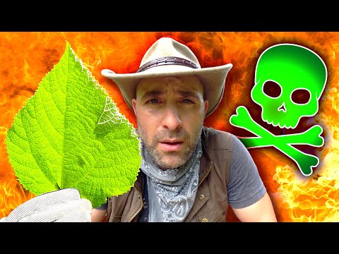 STUNG by the Gympie Gympie! (World's Most Painful Plant Sting)