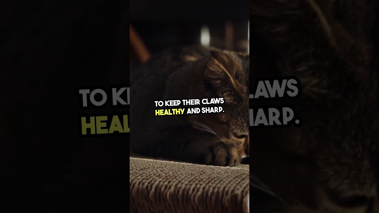 Why do cats scratch furniture instead of scratching posts?