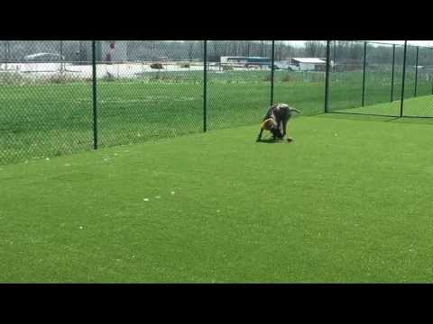 Great Plains SPCA: Around the Play Yard
