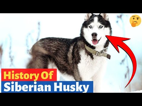 "Siberian Symphony: A Tale of the Husky Heritage"
