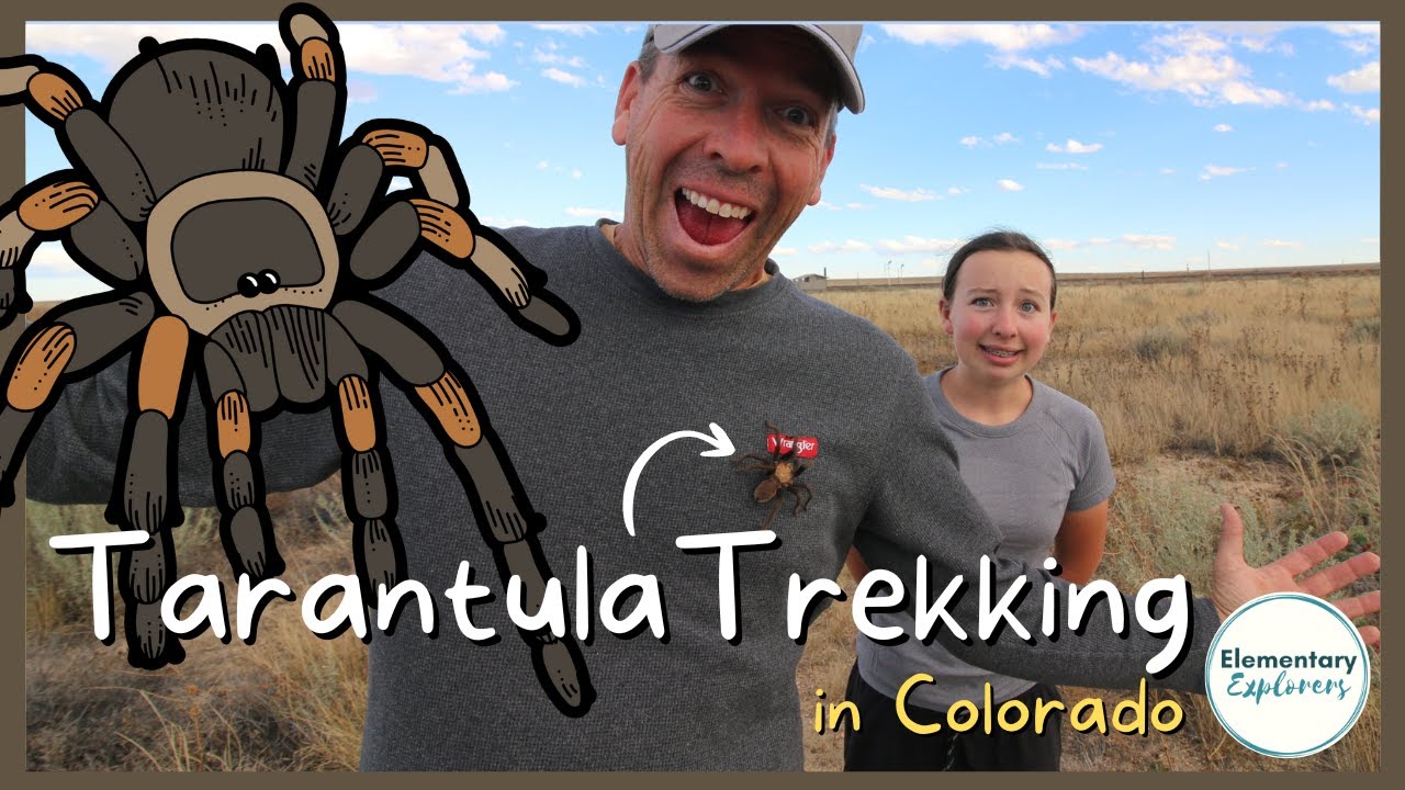 Colorado's Spookiest Fall Event - The Annual Tarantula Migration!