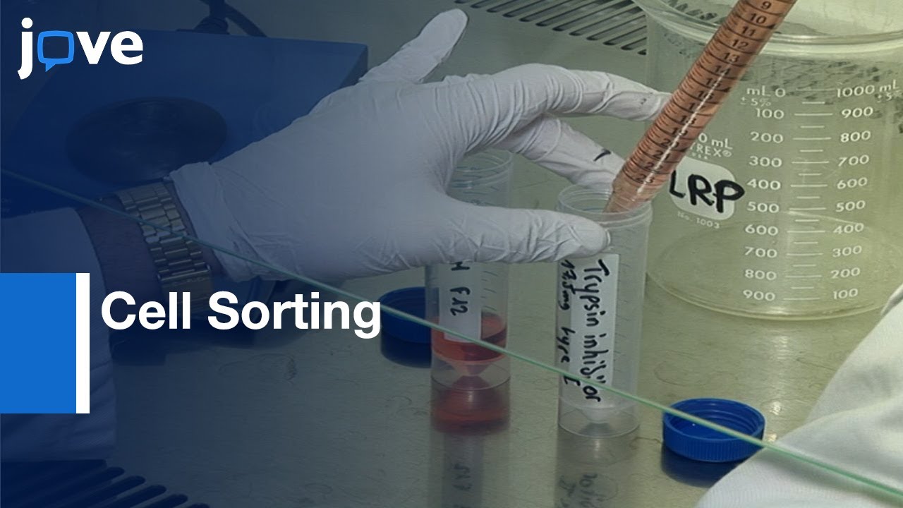 Cell Sorting of NS Cells and Progenitor Cells and Cell Cycle Imaging | Protocol Preview